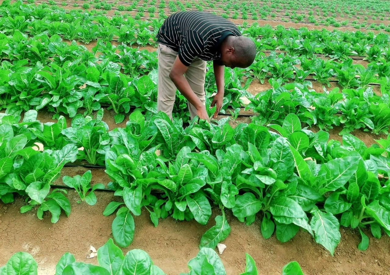 Agriculture in Somalia – A portrait of a Somali Farmer - MoreSomalia