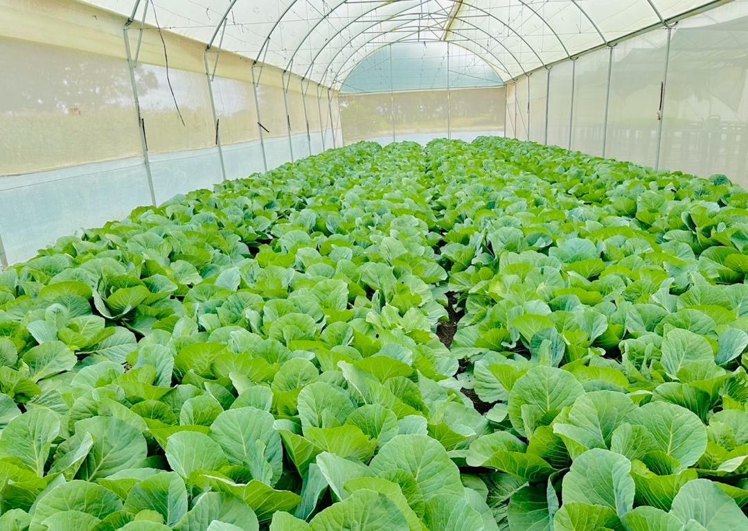 Agriculture in Somalia – A portrait of a Somali Farmer - MoreSomalia