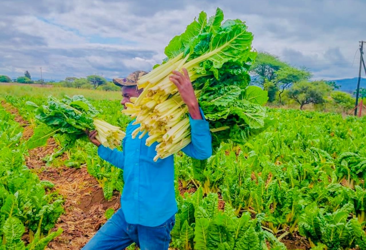 Agriculture in Somalia – A portrait of a Somali Farmer - MoreSomalia